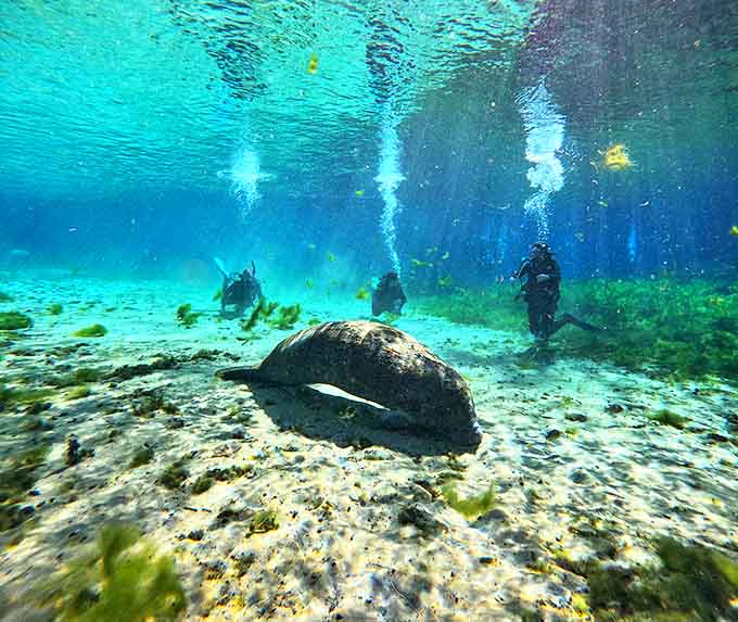 Underwater explorers share space with curious manatees, creating the world's gentlest and most polite traffic jam.