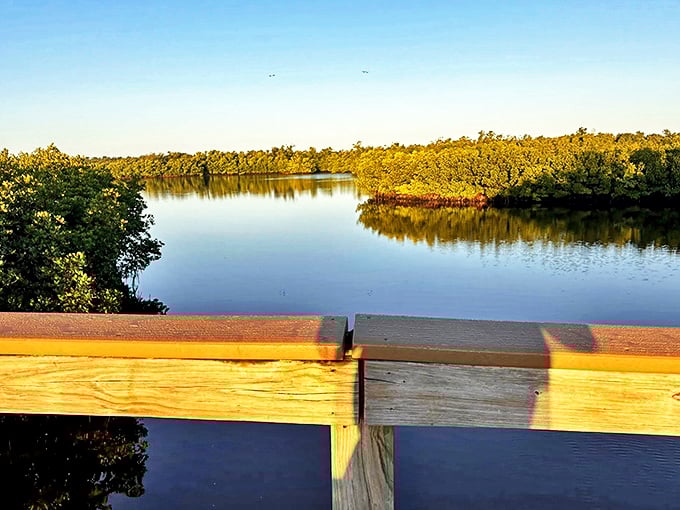 The viewing platform offers front-row seats to nature's greatest show &ndash; water, sky, and mangroves performing their daily symphony.
