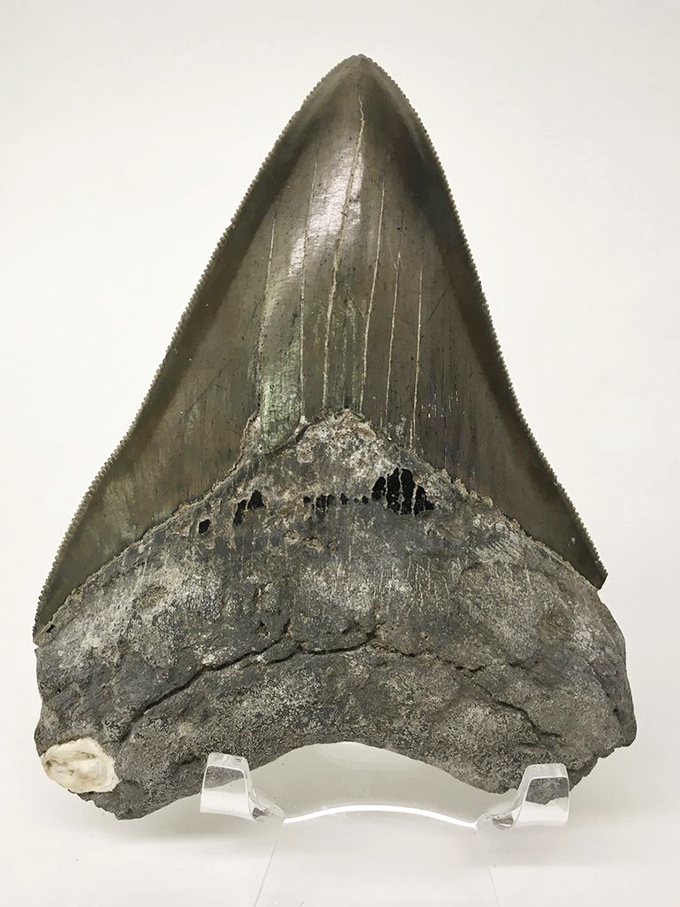 The megalodon tooth &ndash; nature's perfect weapon &ndash; reminds us why we're grateful these bus-sized sharks no longer patrol our oceans.