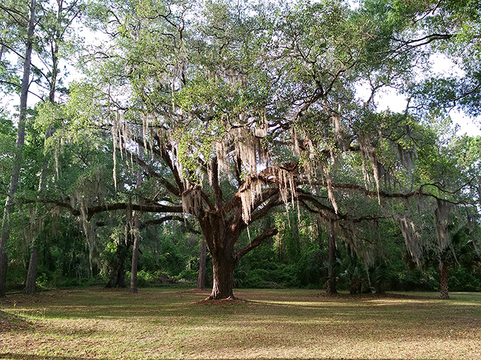 Spanish moss drapes from ancient oaks like nature's own chandeliers, more elegant than any that hung in the hotel's grand ballroom.