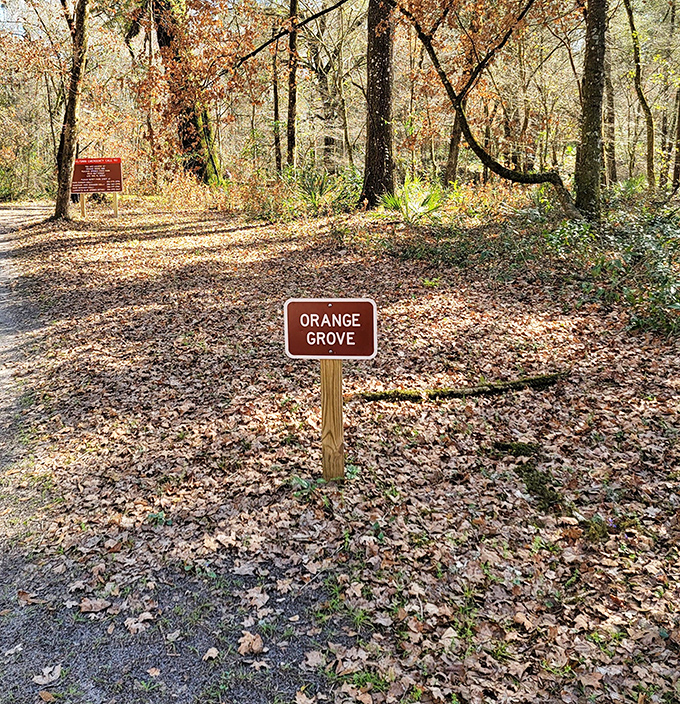 This unassuming "Orange Grove" sign marks a spot where Florida's citrus heritage meets wild nature&mdash;history growing right alongside the present.