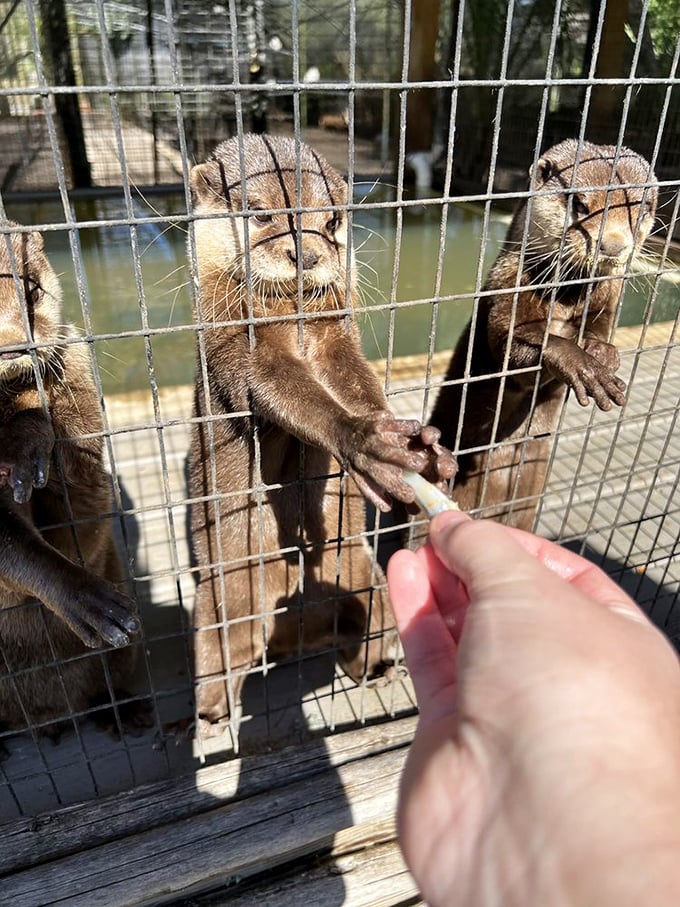 Just look at those eager little faces and reaching paws! It&rsquo;s like a tiny, enthusiastic, water-loving receiving line for snack time.