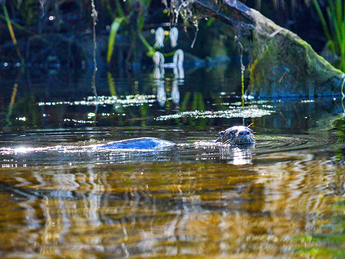 An otter surfaces with curious eyes, the river's resident comedian performing an impromptu peek-a-boo for delighted paddlers.