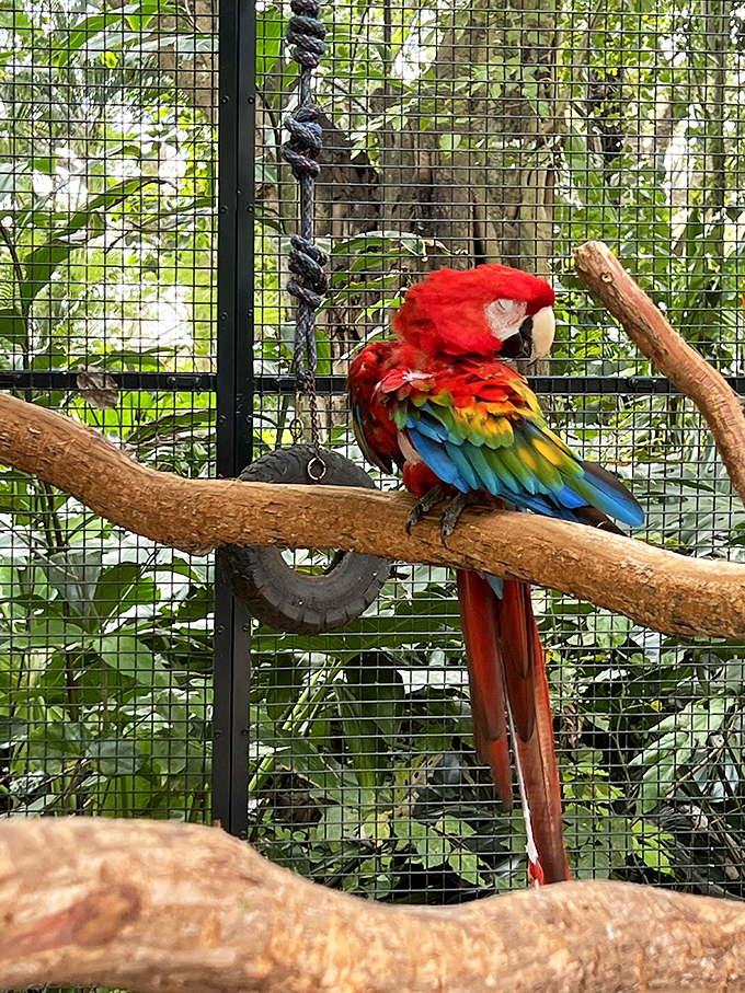 Tropical royalty: A scarlet macaw shows off its rainbow plumage, bringing a splash of Central American color to this Florida sanctuary.