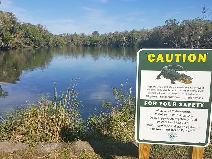 "Please don't swim with the dinosaurs!" Florida's polite way of saying those prehistoric reptiles aren't interested in sharing their pool.