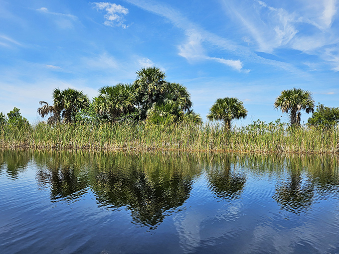 Palm trees stand sentinel over sawgrass prairies, creating the iconic Florida landscape that existed long before mouse ears and roller coasters.
