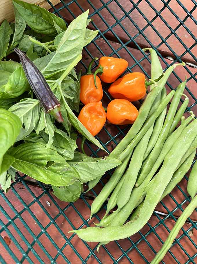 14. seminole heights community gardens harvests