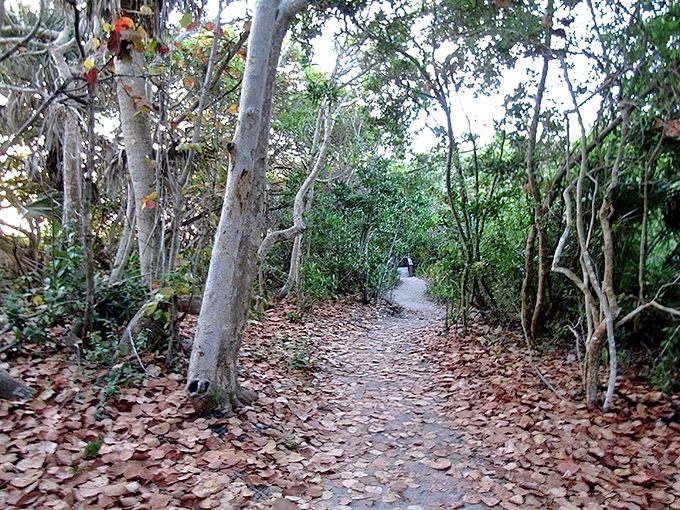 Nature's air conditioning – this shaded trail through coastal hammock provides a cool respite from Blind Pass Beach's sunny shores.