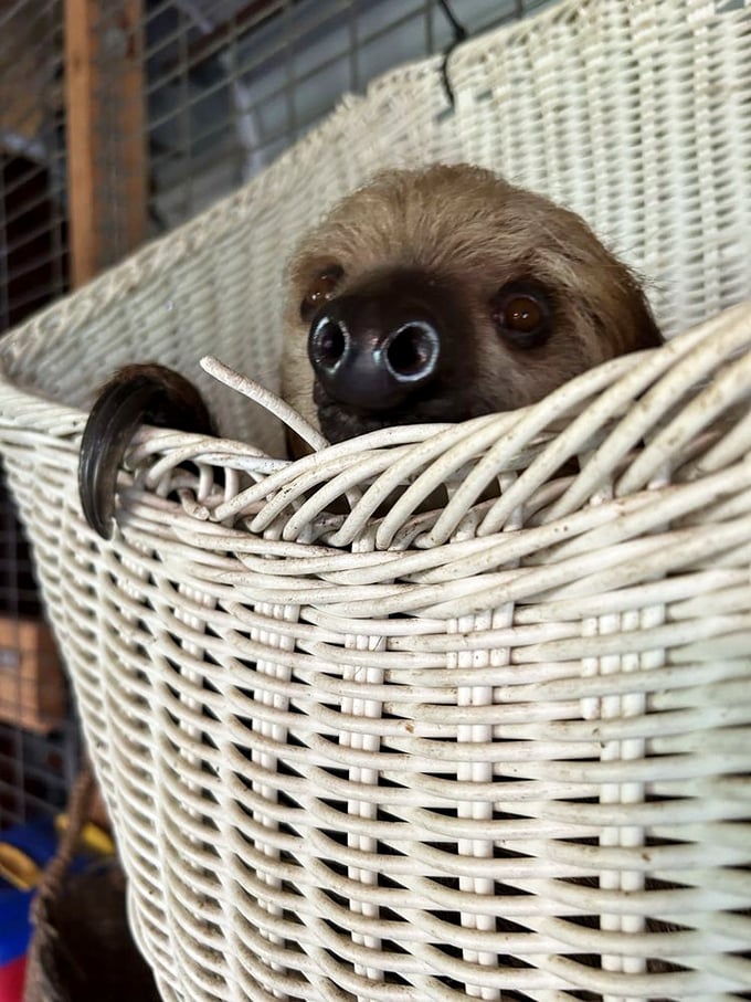 A sleepy sloth peeks out from its wicker basket, embodying the sanctuary's diverse collection of exotic animals from around the world.