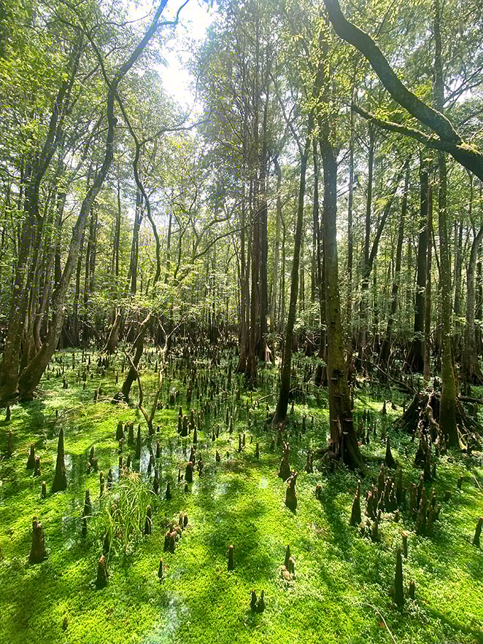 Cypress knees create an otherworldly landscape, like nature's sculpture garden emerging from emerald waters.