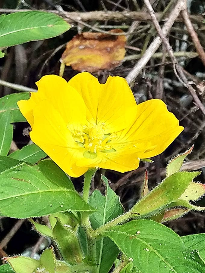 Yellow petals unfurl in cheerful defiance of anyone having a bad day, spreading sunshine without needing batteries.