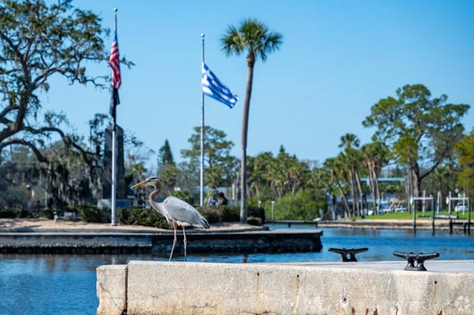 Even the local wildlife appreciates Tarpon Springs' beauty&mdash;this heron poses majestically against a backdrop of American and Greek flags.