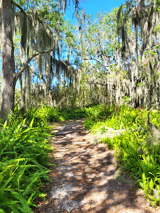 Sunlight filters through Spanish moss onto a trail bordered by vibrant ferns, creating a path that feels like walking through Florida's wild heart.