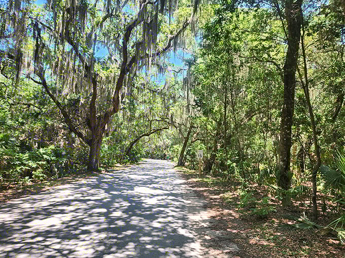Spanish moss drapes over this shaded trail like nature's own theater curtains, setting the stage for your personal Florida adventure.