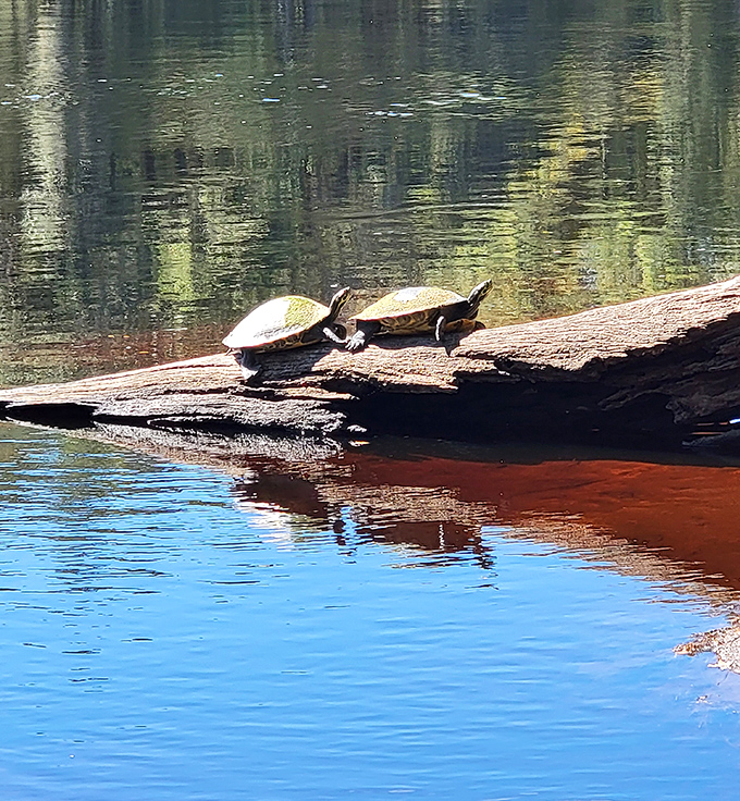 These sunbathing turtles have clearly found the best real estate in Florida, living the dream on their waterfront log.