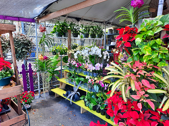 A botanical bonanza where green thumbs find tropical treasures &ndash; orchids, poinsettias and palms create a garden oasis amid the market madness.