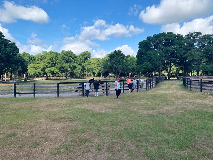 Visitors experiencing that universal "I might need to rethink my life choices and become a horse farmer" moment of clarity.