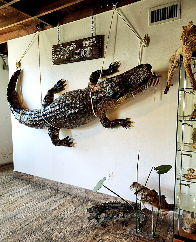 That's not just wall art &ndash; the massive mounted alligator serves as both decoration and conversation piece for wide-eyed first-timers.