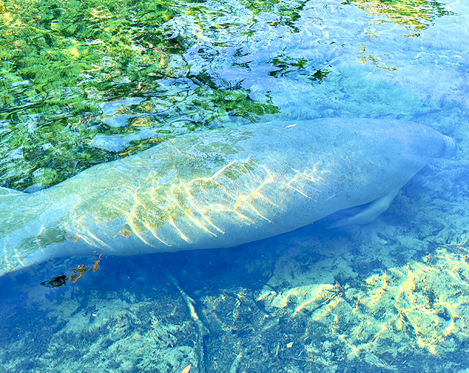 The gentle giant himself &ndash; a manatee glides through crystal waters with the serene dignity of nature's perfect underwater ambassador.