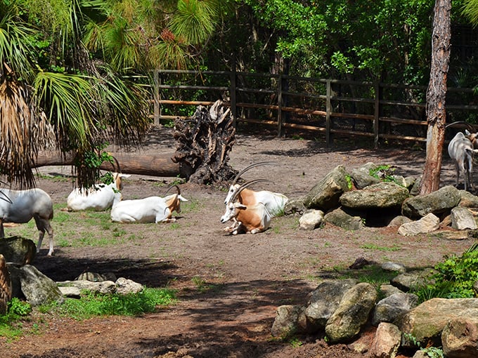 Afternoon siesta: Scimitar-horned oryx rest in the shade, demonstrating the zoo's commitment to creating natural, comfortable habitats.