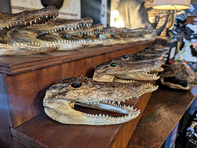 These alligator heads display nature's impressive dental work in a way that's both educational and slightly terrifying.