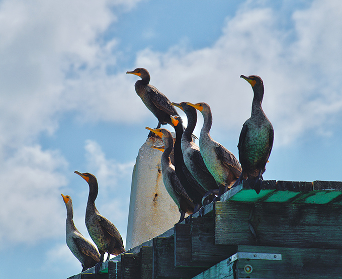 Nature's perfect committee meeting &ndash; cormorants gather to discuss important bird business atop their preferred Stiltsville perch.