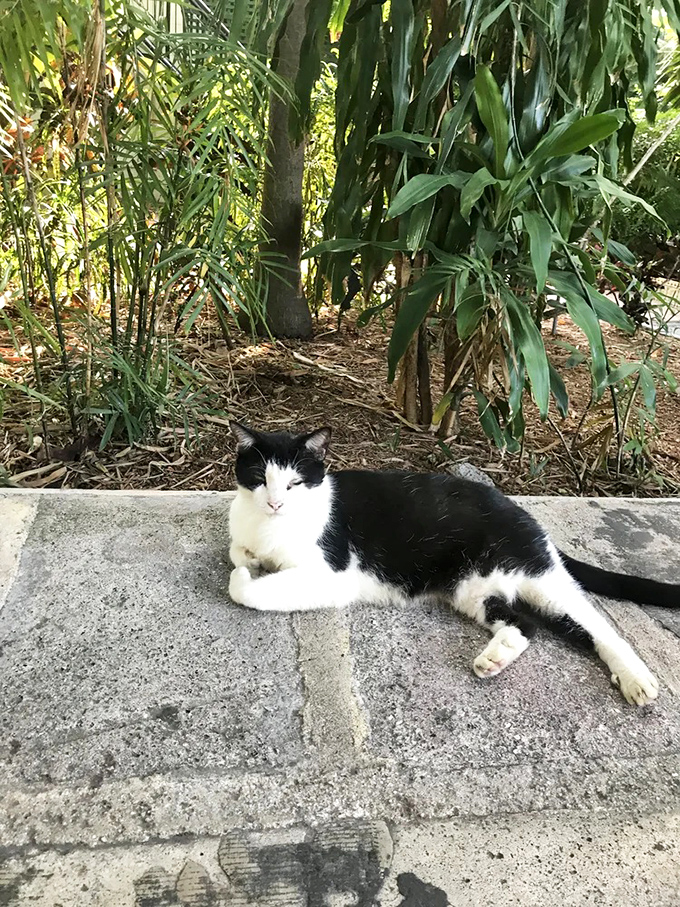 This tuxedo cat appears to be contemplating the meaning of life or possibly dinner. With Hemingway's influence, probably both.