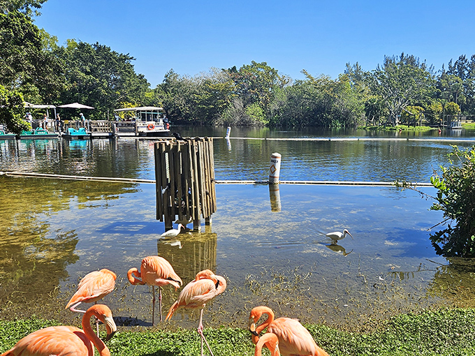 Waterfront real estate with built-in pink landscaping &ndash; these flamingos know prime Florida property when they see it.