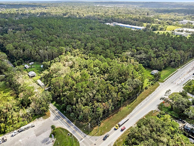 The forest view offers a glimpse into Florida's wild heart, where nature still reigns supreme despite civilization's constant encroachment.