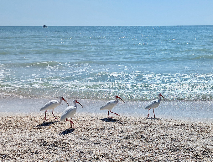 White ibises patrol the shoreline like a committee of very focused inspectors, their curved beaks probing sand with determination that borders on obsessive.