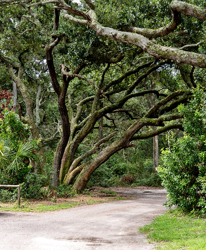 Cathedral-like branches create natural archways along the trail, their twisted limbs reaching skyward in a botanical ballet.
