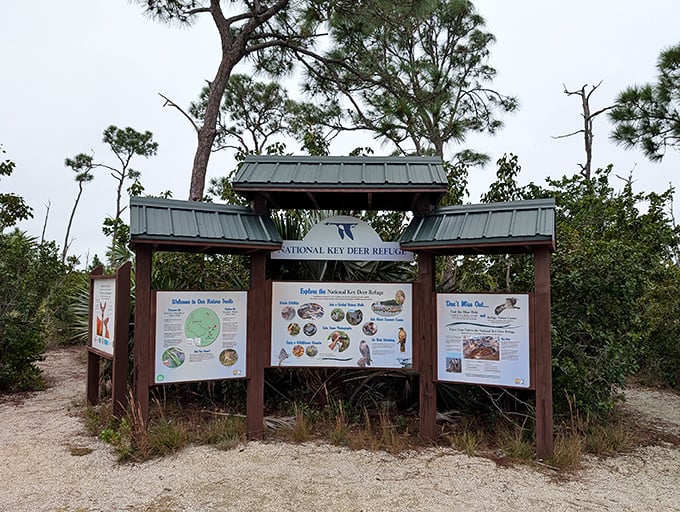 Educational displays offer fascinating insights into the refuge's ecosystem &ndash; where learning feels more like discovering buried treasure than studying.