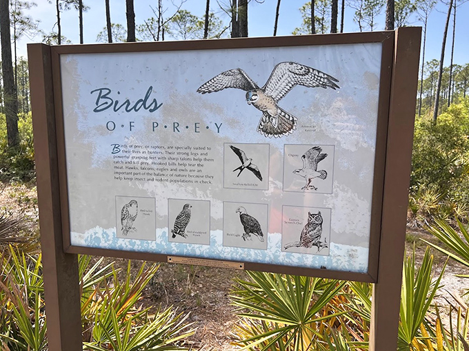 Nature's field guide stands ready &ndash; helping visitors distinguish between "birds of prey" and "birds that might become prey."
