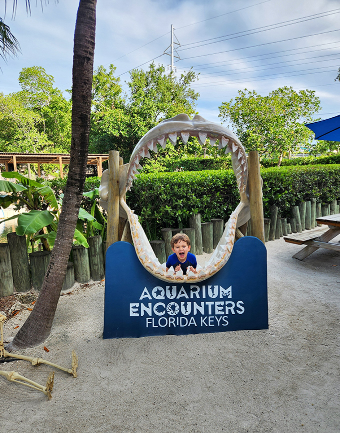 A young visitor experiences the ultimate photo op inside the massive shark jaw display &ndash; childhood wonder captured in a single frame.