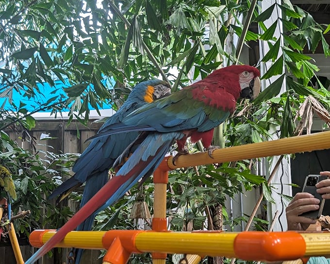 These macaws could be discussing philosophy or planning mischief&mdash;their intense focus suggests important bird business is underway.