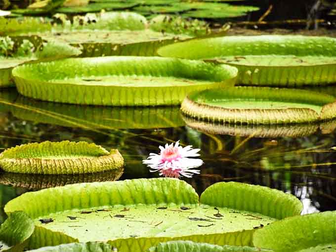 These massive lily pads showcase nature's engineering brilliance&mdash;their ribbed undersides providing structural support that human architects might envy.
