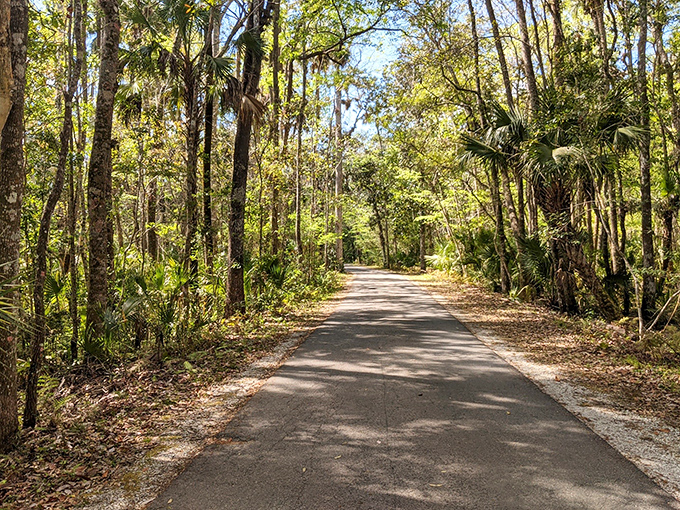 Nature's welcome mat&mdash;a shaded pathway inviting you deeper into Florida's wild heart.