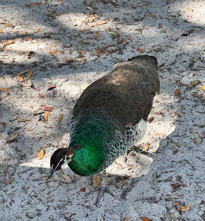 Nature's jewelry box: This peacock struts through the farm grounds, showing off colors that would make a rainbow jealous.