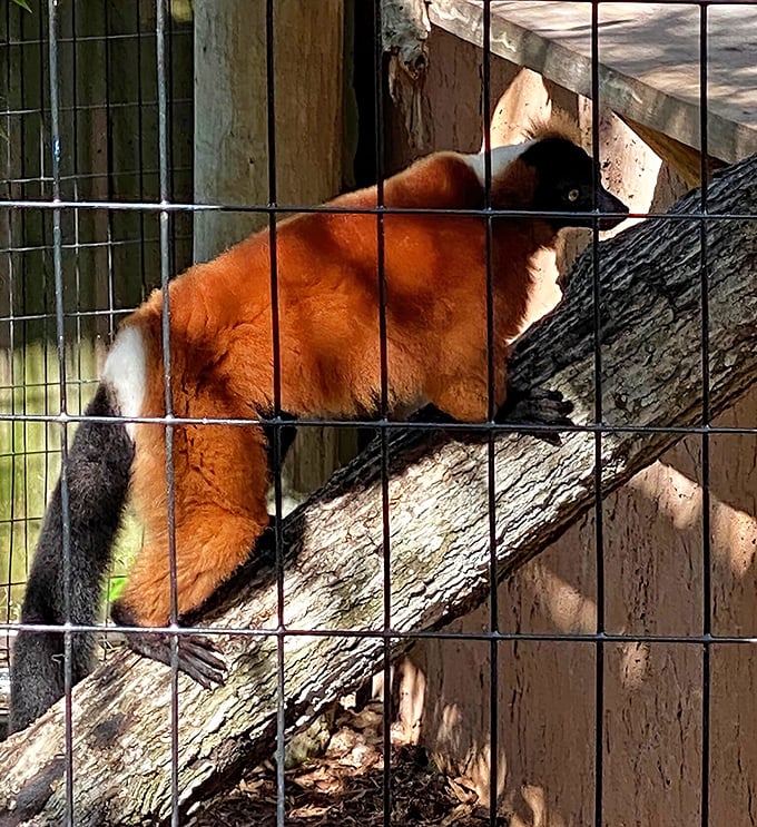 Orange you glad you visited? This vibrant red ruffed lemur brings Madagascar magic to Florida, showcasing the park's diversity beyond its scaly residents.