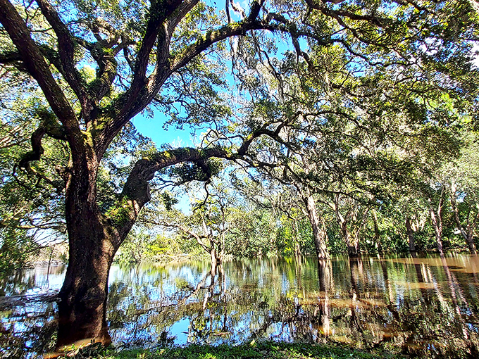 Ancient oaks create natural cathedrals around Lake Helen, their moss-draped branches filtering sunlight into a dance of shadows and gold.