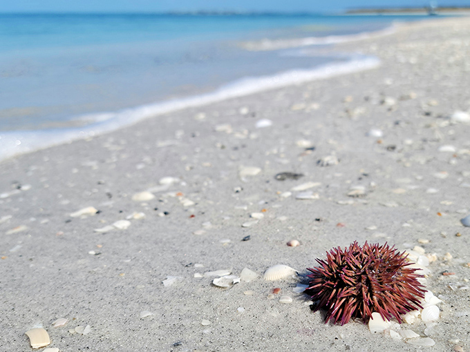 This spiny sea urchin makes its temporary home on the shoreline, a reminder that the ocean delivers new surprises with each incoming tide.