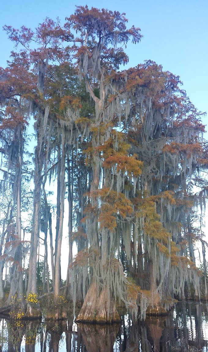 Cypress trees in their autumn finery, draped in Spanish moss like elegant ladies wearing both their best jewelry and most comfortable sweaters.