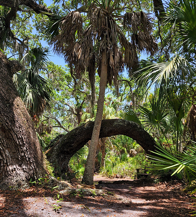 The island's famous "Harp Tree" creates a natural archway, its branches reaching skyward like an instrument played by the Gulf breeze.