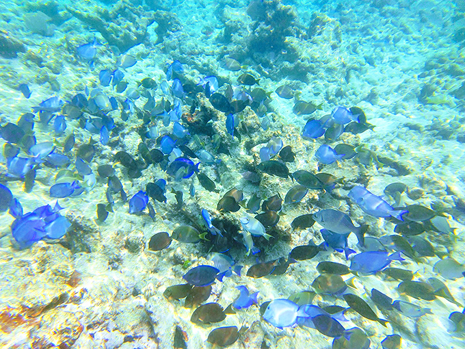 Schools of vibrant blue tang create living clouds of color as they feed on the reef, part of the diverse marine community that calls this area home.