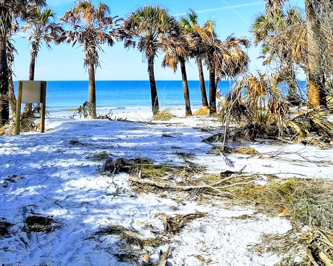 Where palm trees frame endless blue horizons, this beach view is the Florida dream that real estate brochures can only attempt to capture.