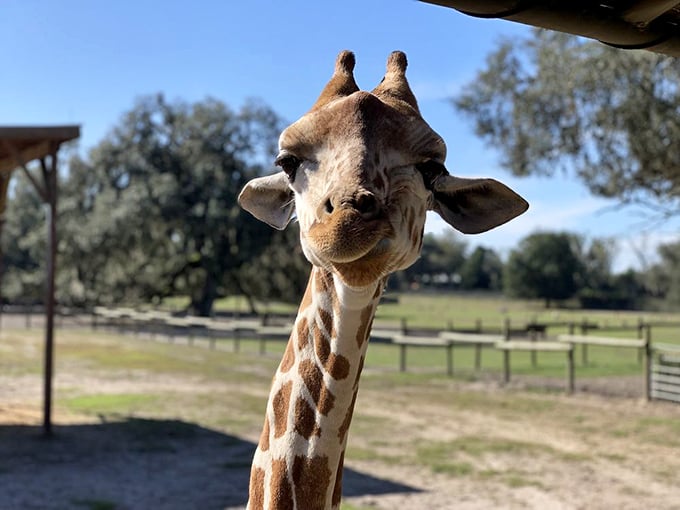 It's hard not to smile back at this face! This giraffe is leaning in, giving us a playful, close-up look&mdash;a true gentle giant greeting.