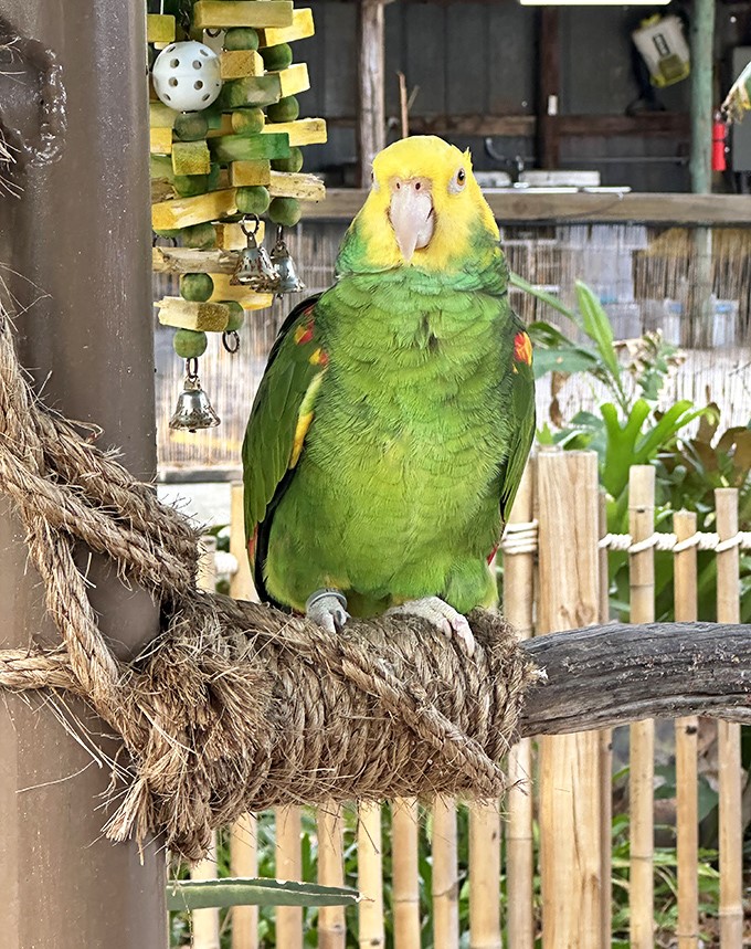 This yellow-headed Amazon parrot seems to be contemplating the meaning of life &ndash; or perhaps just wondering when the next treat arrives.