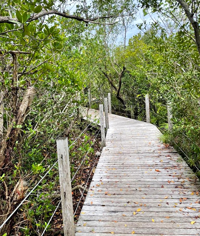Nature's invitation to wander&mdash;this winding boardwalk through dense mangroves promises discoveries around every turn, just steps above the tangled ecosystem below.