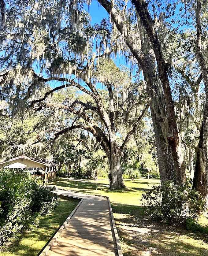 Spanish moss creates a natural canopy over this boardwalk, offering dappled shade and Southern gothic vibes in equal measure.