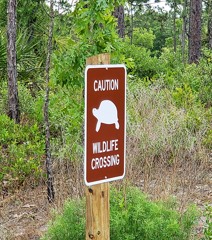 "Caution: Wildlife Crossing" &ndash; where turtles have the right of way and take their sweet time using it.